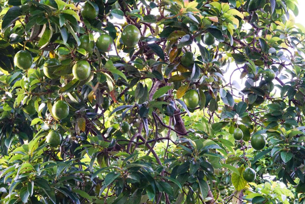 Simmons Pear - FarmLinkr